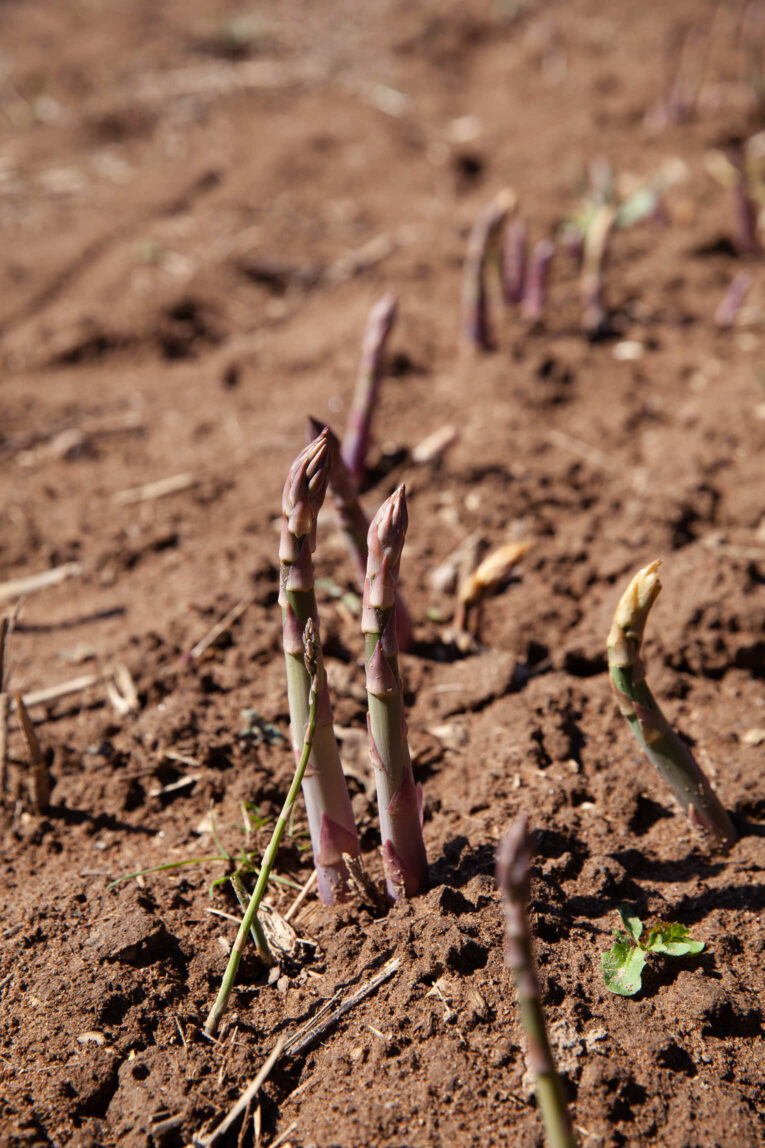 Sparrisen växer! - Bara en kaka till